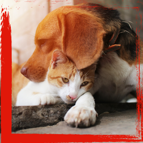 Tack, Horse, Cattle, Livestock, & Pet | Amarillo, TX | HF&C Feeds