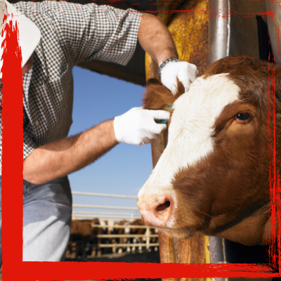 Tack, Horse, Cattle, Livestock, & Pet | Amarillo, TX | HF&C Feeds