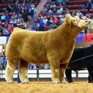 Show Cattle - Lubbock, TX - Amarillo, TX - HF&C Feed
